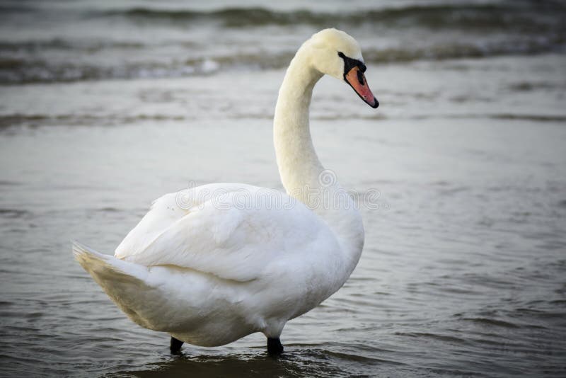 Swan with open wings stock image. Image of pond, nature - 110595839