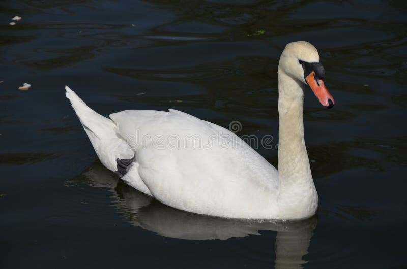 Swan stock image. Image of pool, fowl, nature, snow, cygnus - 54765179