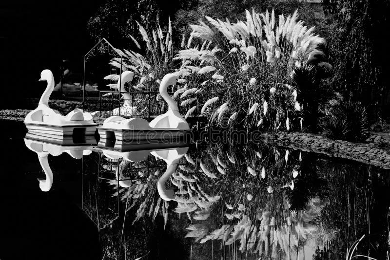 Swan pedal boat stock photo. Image of drawing, swan - 230601438