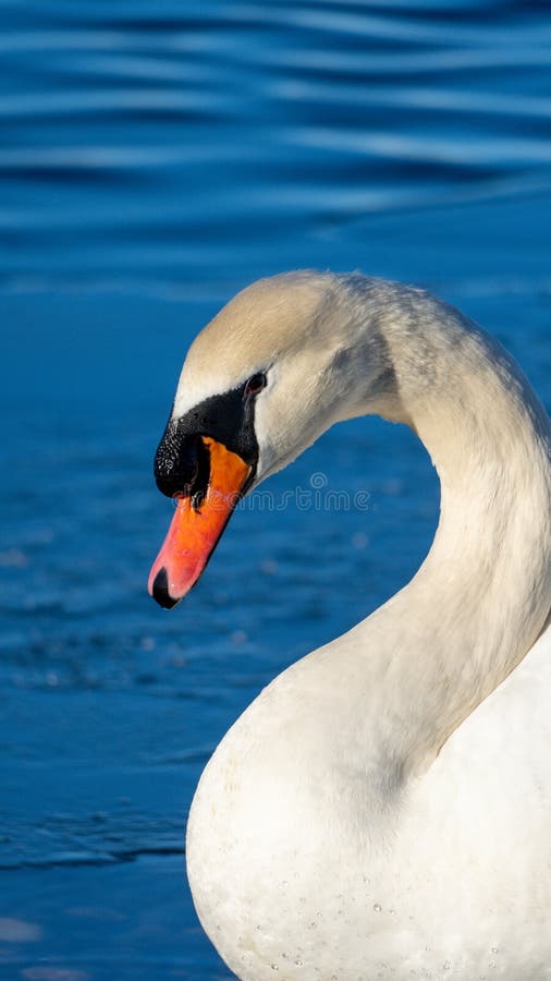 Swan photo stock photo. Image of nature, sony, landscape - 304679348