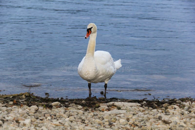 Swan-3 stock photo. Image of fall, landscape, animal - 93207374
