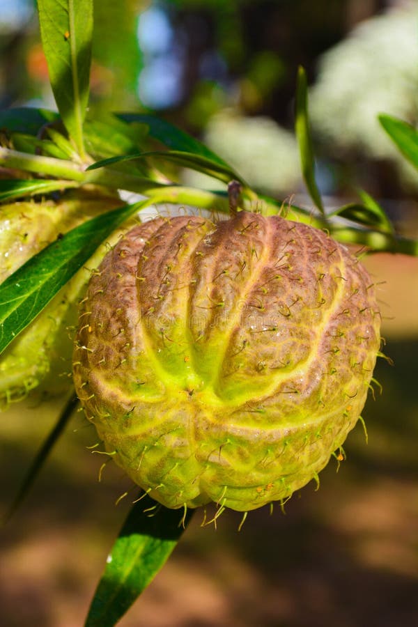 Swan Plant stock photo. Image of bush, fruticosus, gomphocarpus - 45933982