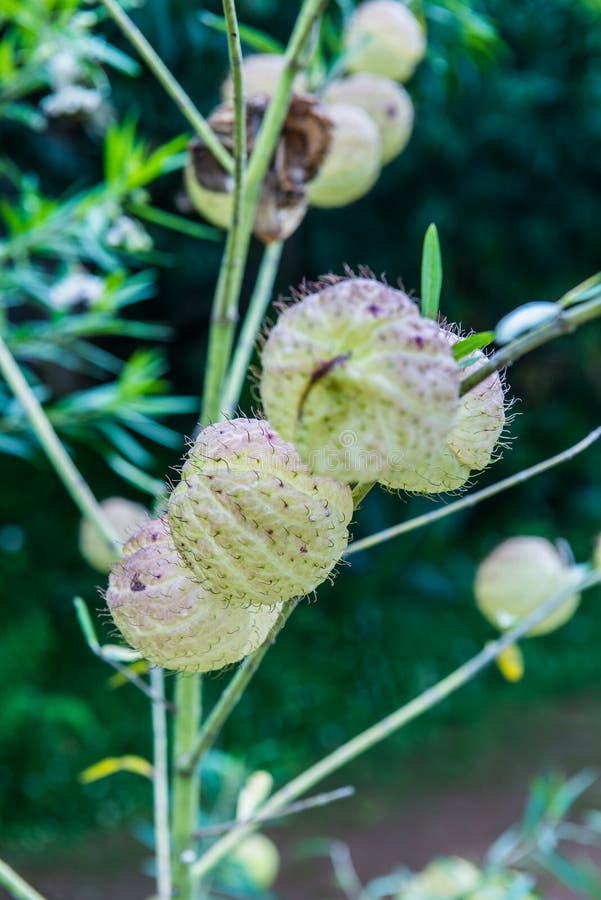 Swan Plant with Natural Background Stock Photo - Image of nature ...