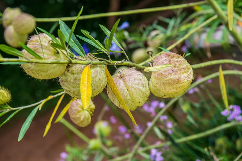 Swan Plant with Natural Background Stock Photo - Image of fresh ...