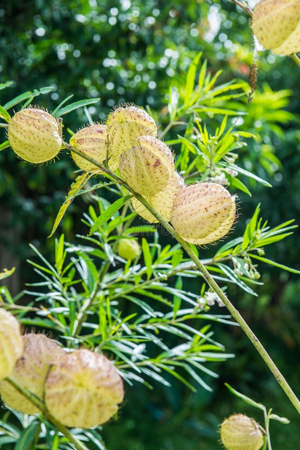 Swan Plant with Natural Background Stock Image - Image of holiday ...