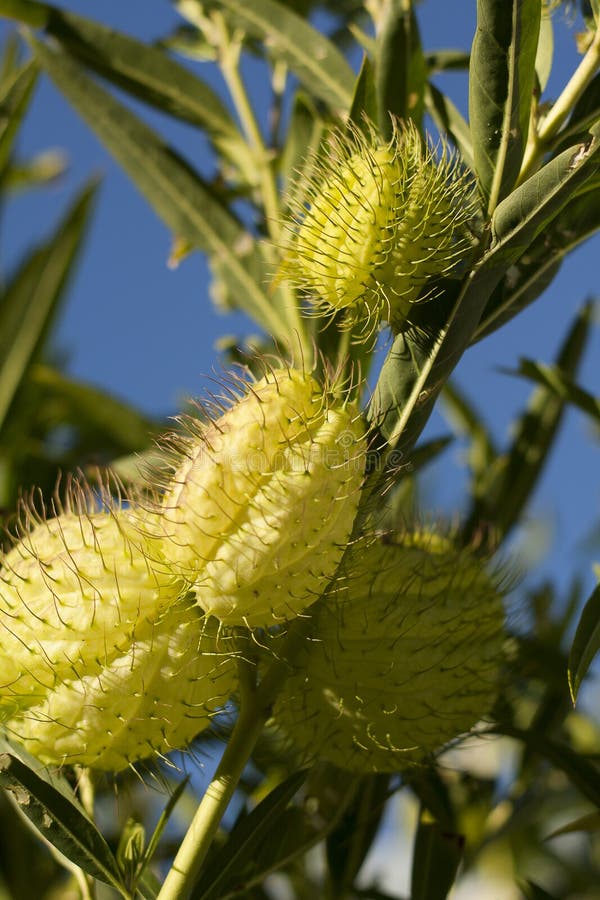 Swan plant seed pods stock image. Image of milkweed, hairy - 40657347
