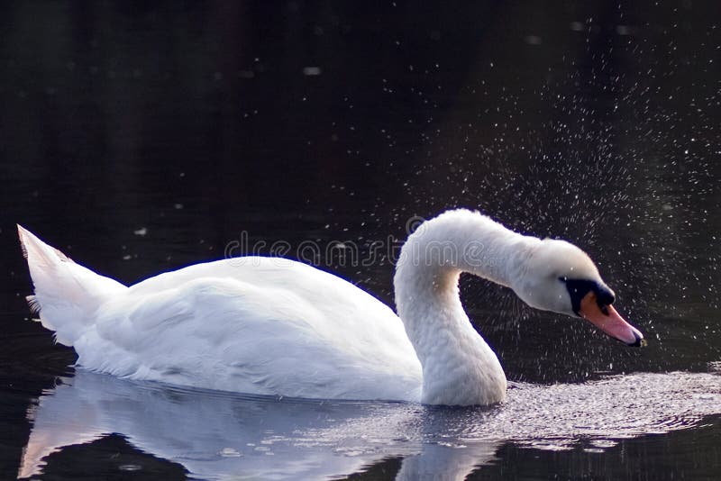 Swan On Pond Picture. Image: 1086915