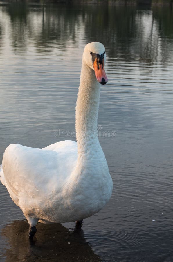 Swan on pond stock image. Image of birds, cobblestone - 46920349