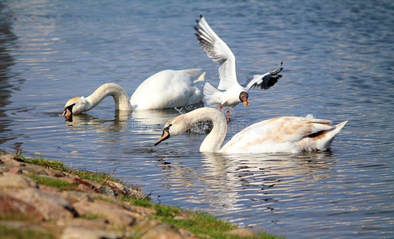 Swan on the pond stock photo. Image of walk, animal, swim - 70200294