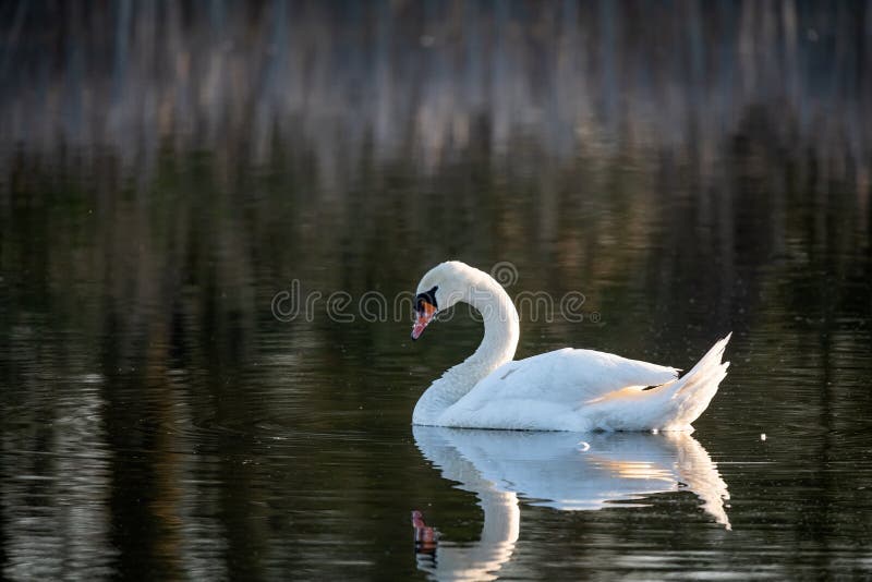 Swan in the Pond in the Morning Light Stock Photo - Image of swan ...