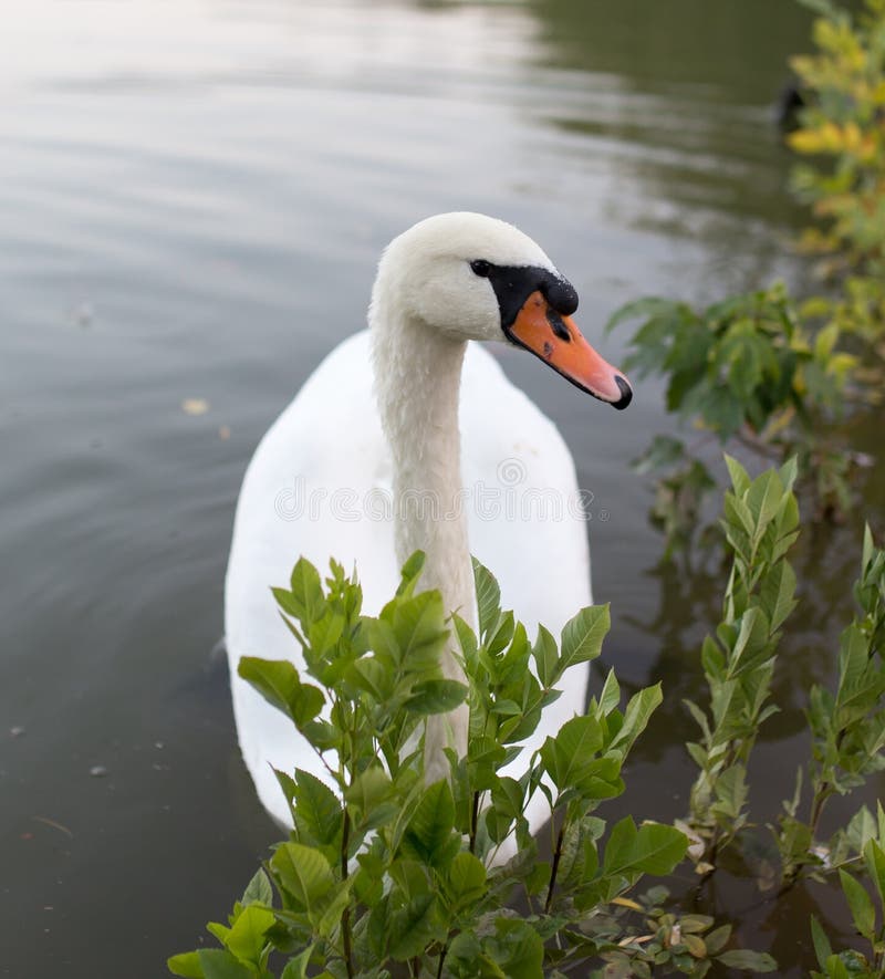 Swan in a pond in nature stock image. Image of reflection - 106392417