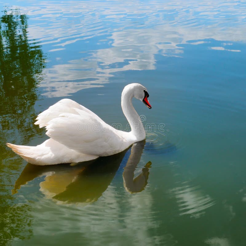 Swan on a Pond in Sunny Day Stock Image - Image of blue, beauty: 181792551