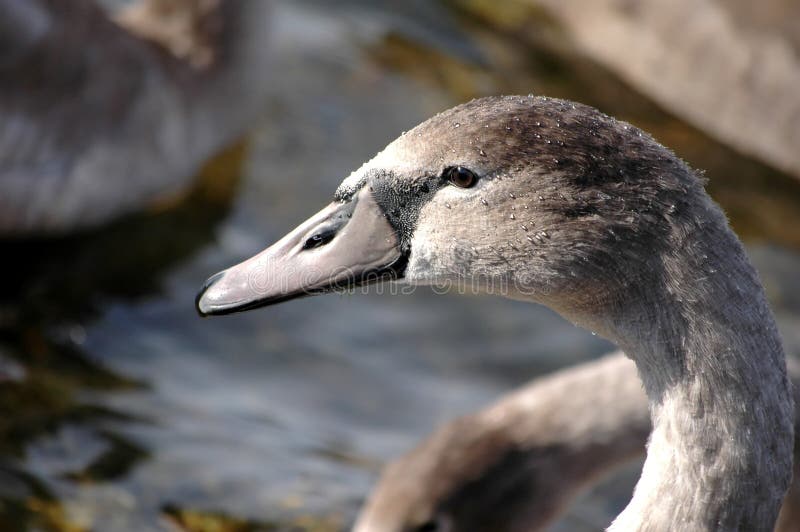 Swan portrait stock image. Image of beautiful, beauty - 11347809