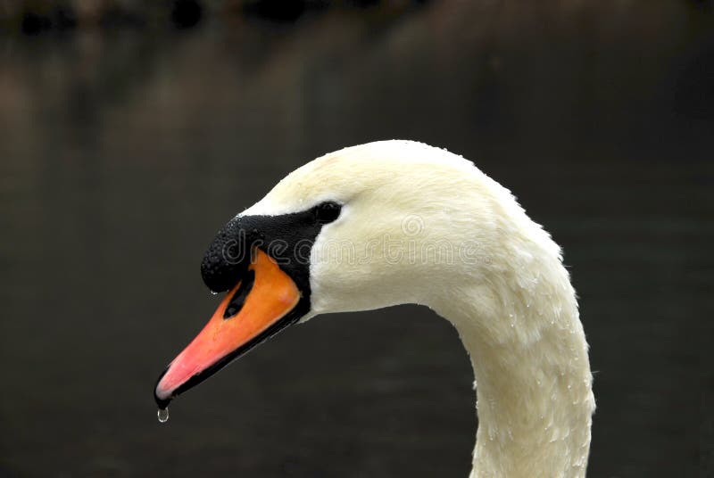 Stock Photos and Royalty-Free Images by Dreamstime