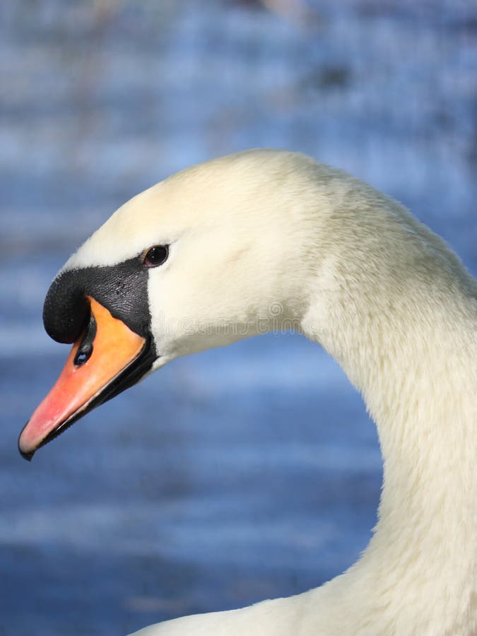Swan portrait stock photo. Image of strong, black, looking - 19616568