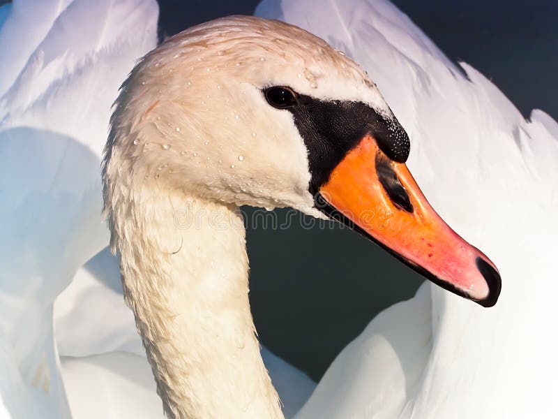 Swan Portrait stock image. Image of feathers, quiet, peaceful - 21705521