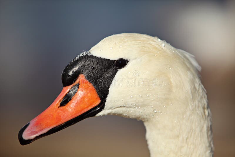 Swan portrait stock image. Image of swan, face, cygnus - 27147433
