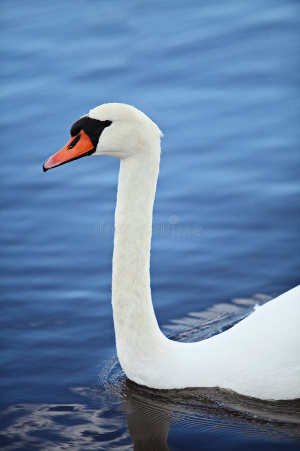 Swan portrait stock photo. Image of face, animal, neck - 27147448