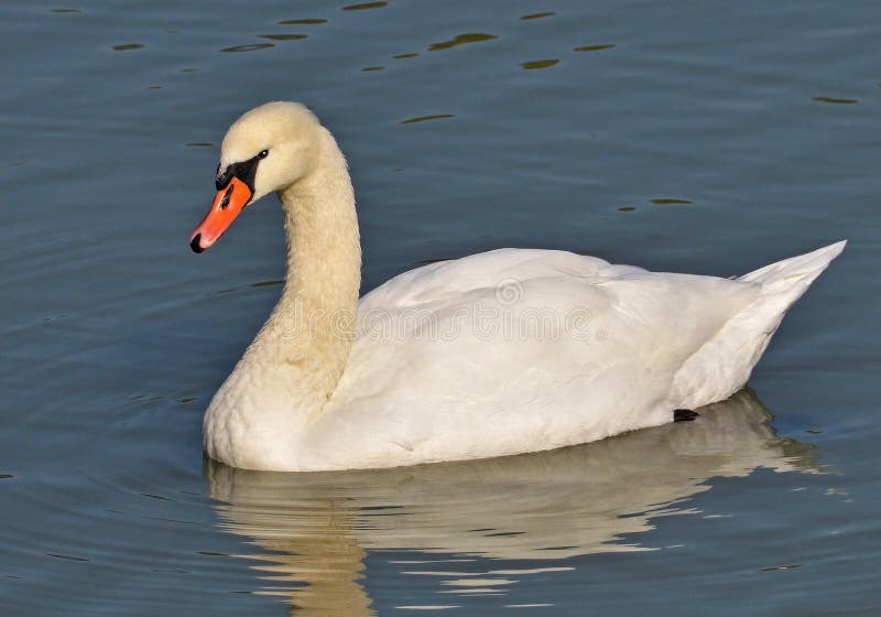 Swan portrait stock photo. Image of nature, space, swan - 37979998