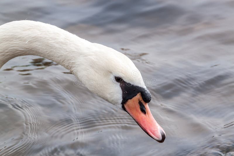Swan portrait stock image. Image of bird, beak, white - 54067093