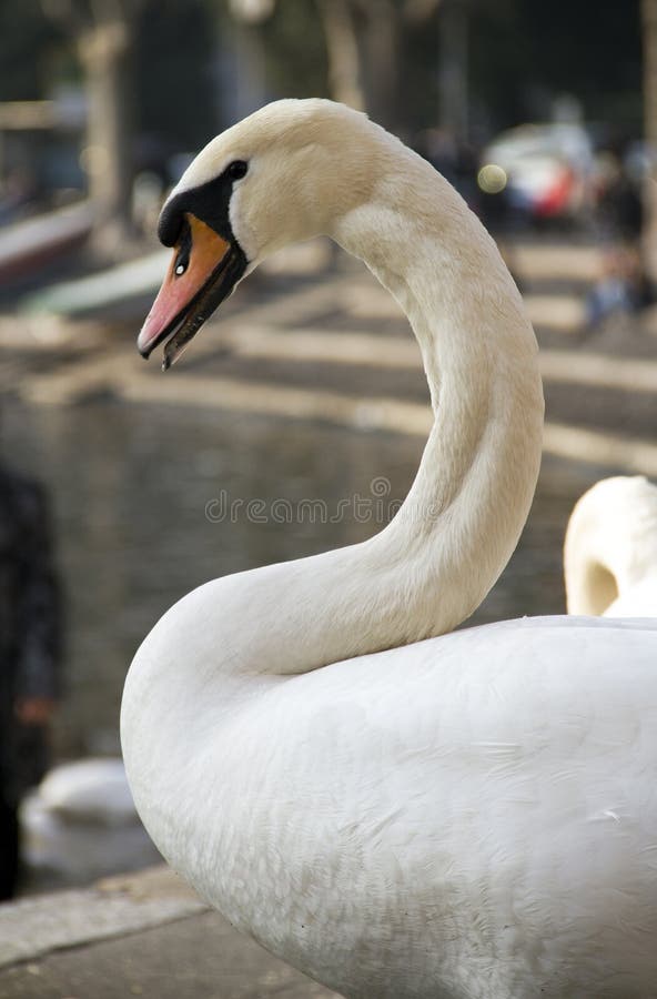 Swan stock photo. Image of ruffled, feather, environment - 39562558