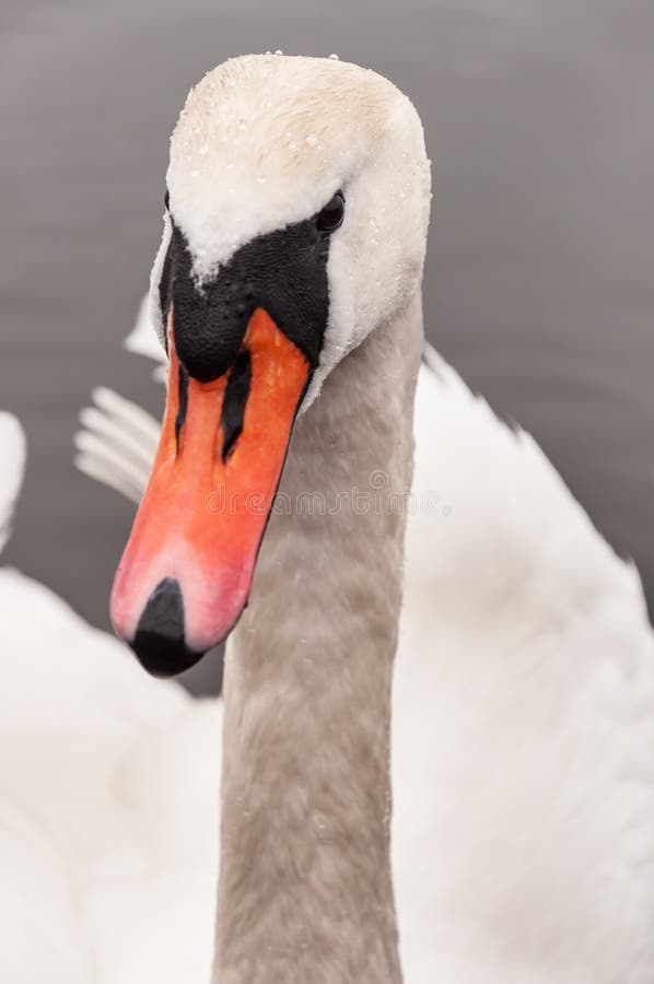 Swan portrait stock image. Image of beautiful, elegance - 53007791