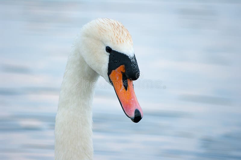Swan stock photo. Image of beak, closeup, eyes, environment - 34572576