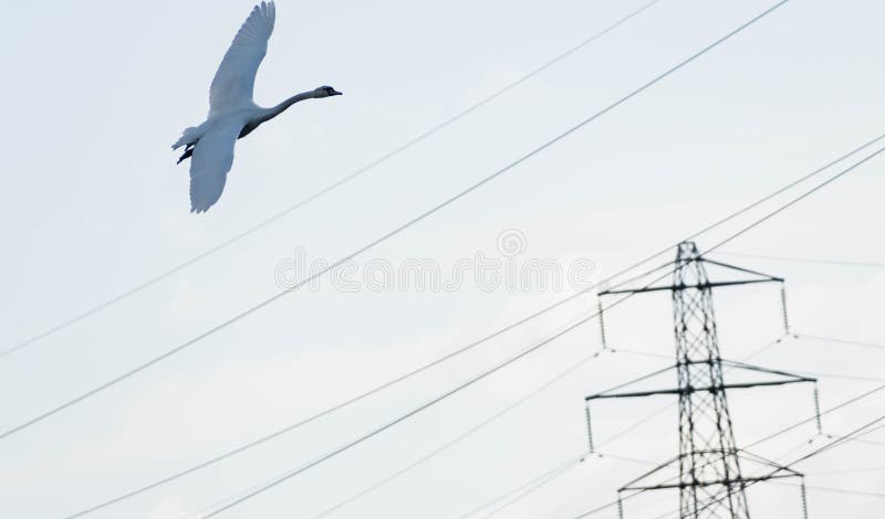 Swan and power lines stock image. Image of power, cables - 126798879