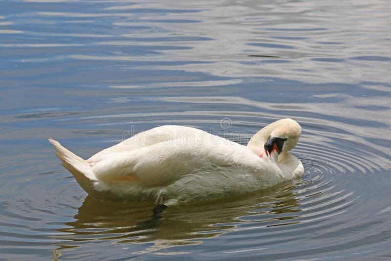 Swan preening its feathers stock photo. Image of swan - 197397554
