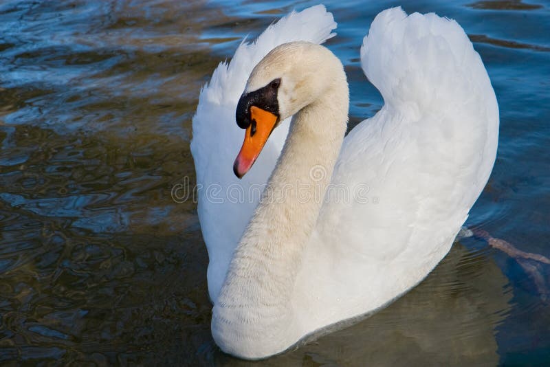 Swan profile stock image. Image of water, bill, texture - 11945131