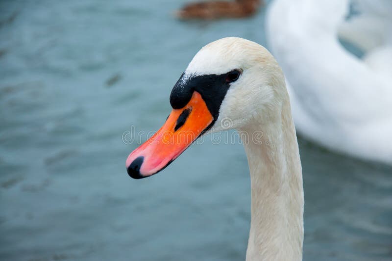 Swan in profile stock photo. Image of beak, swan, lake - 339005146