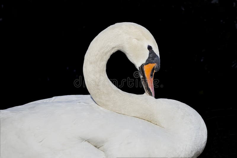 Swan in profile stock image. Image of wild, feathers - 26271235