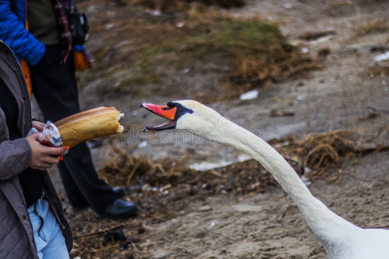 Swan Reaching for a Loaf of Bread Stock Photo - Image of shorebird ...