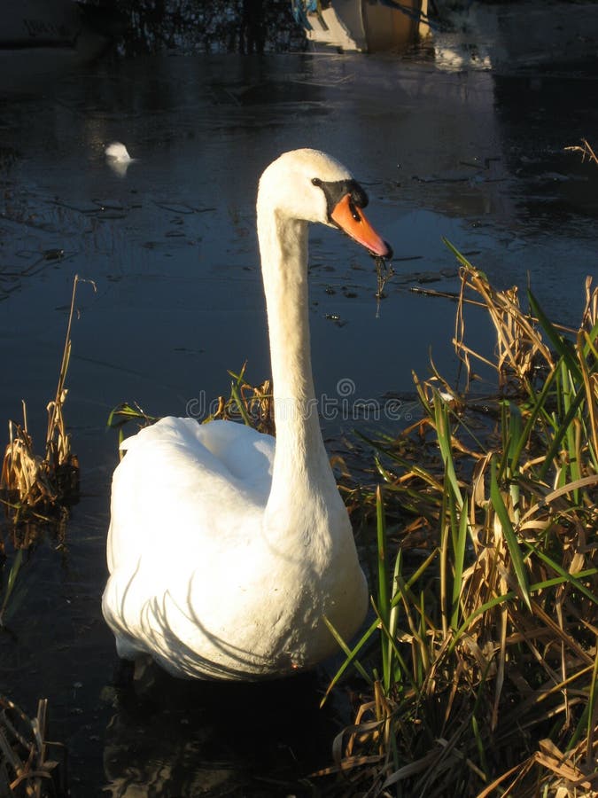 Swan in Reed stock image. Image of cygnus, purity, reflection - 9653921