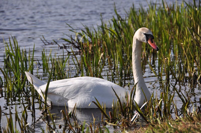 Swan in the reeds stock photo. Image of mother, wing - 23657658