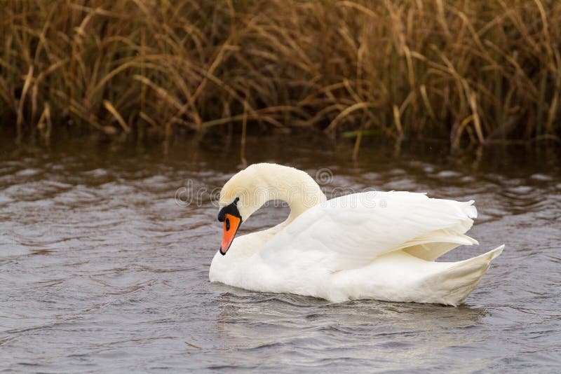 Swan in reeds. stock image. Image of reed, surface, lake - 120267261