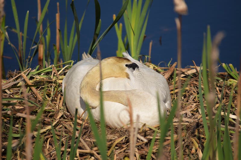 Swan among the Reeds on Nest Head Down Stock Image - Image of white ...