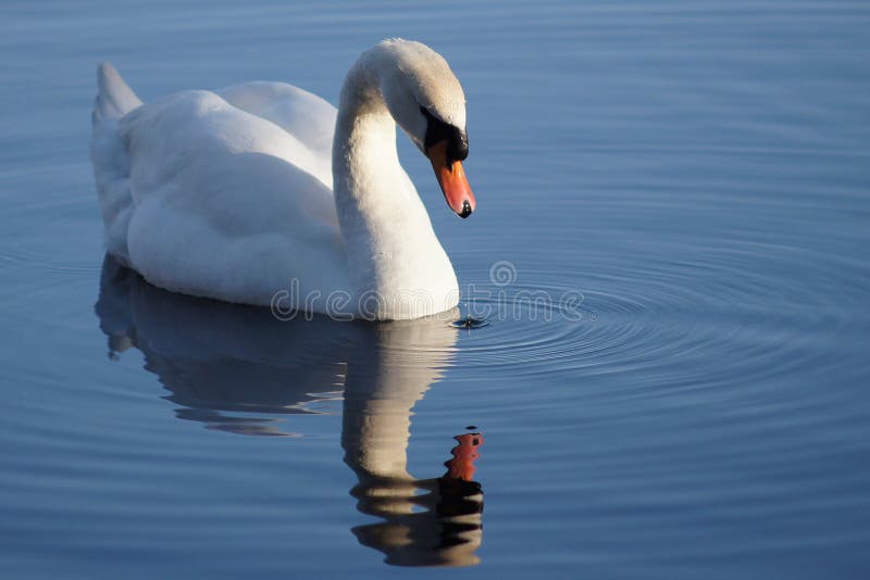 Swan with reflection stock image. Image of spring, horizon - 31427507