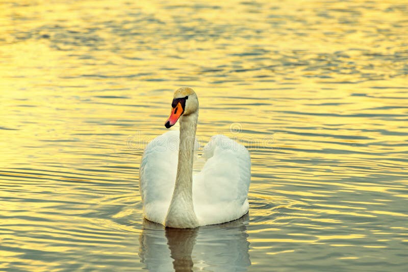 Swan with Reflection on the Lake at Sunset Stock Image - Image of ...