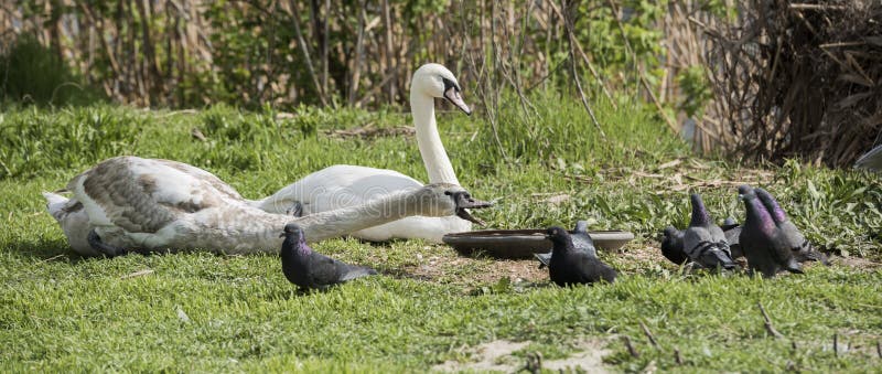 Swan Repel Pigeons from the Trough Stock Image - Image of mute, food ...