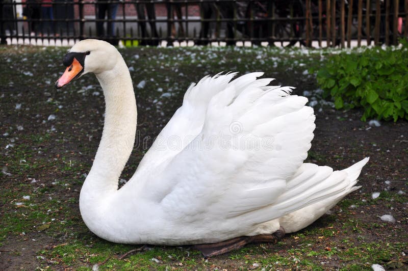 Swan resting on the ground stock photo. Image of white - 95332428