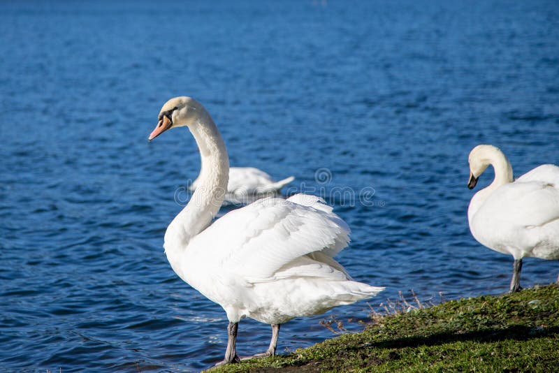 Swan Resting at the Shore of a Lake in a Park Stock Image - Image of ...