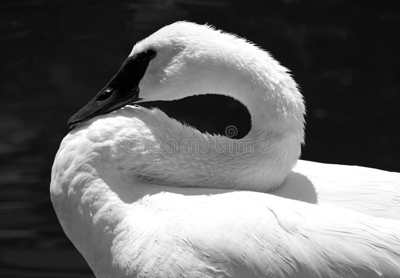 Swan Resting stock photo. Image of white, bird, neck - 42483116
