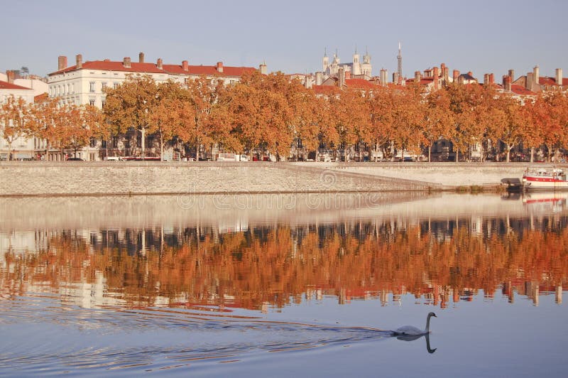 Swan on Rhone River at Lyon Stock Image - Image of burgundy, water ...