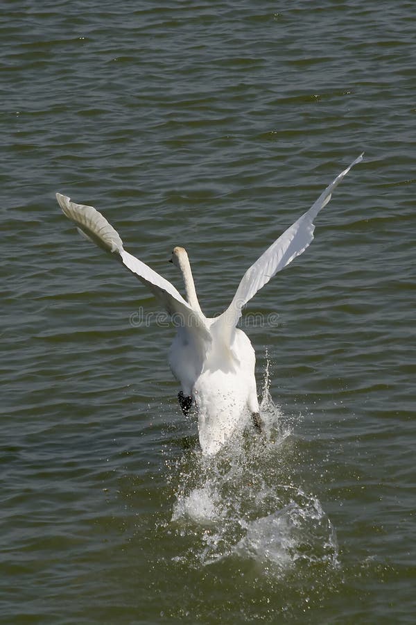 Swan-2 stock photo. Image of bird, wing, wildlife, green - 291913974