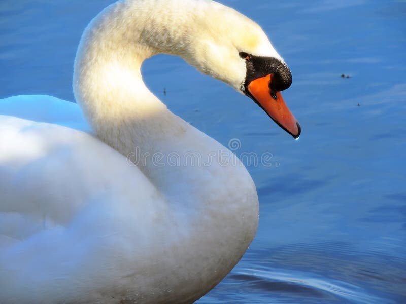 Swan on river stock photo. Image of serbia, orange, green - 126399000