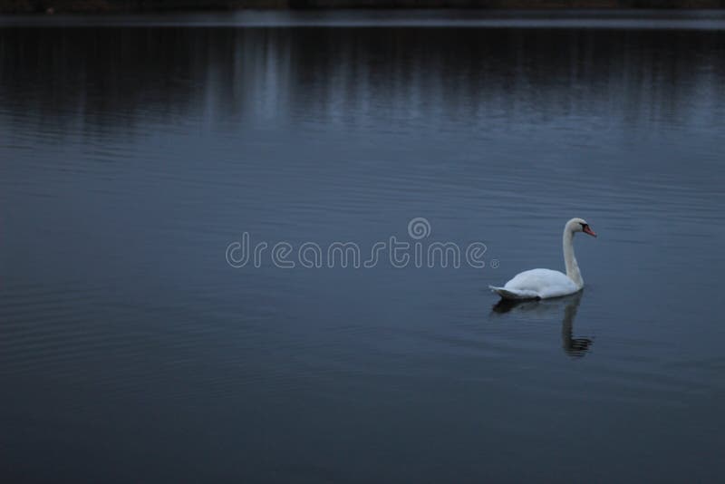 Swan on the river stock photo. Image of bridge, evening - 135986748