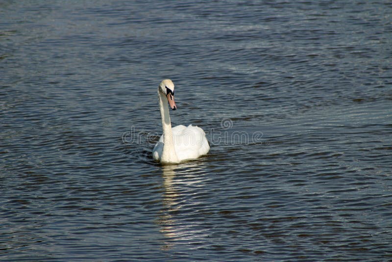 Swan on the River Shannon stock image. Image of river - 263702837