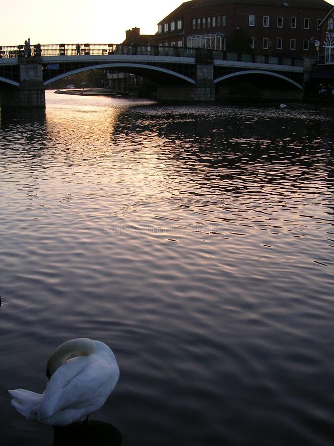 Swan by River Thames in Eton Stock Image - Image of london, bird: 207383