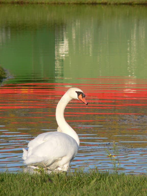 Swan by riverbank stock image. Image of green, neck, long - 1406613